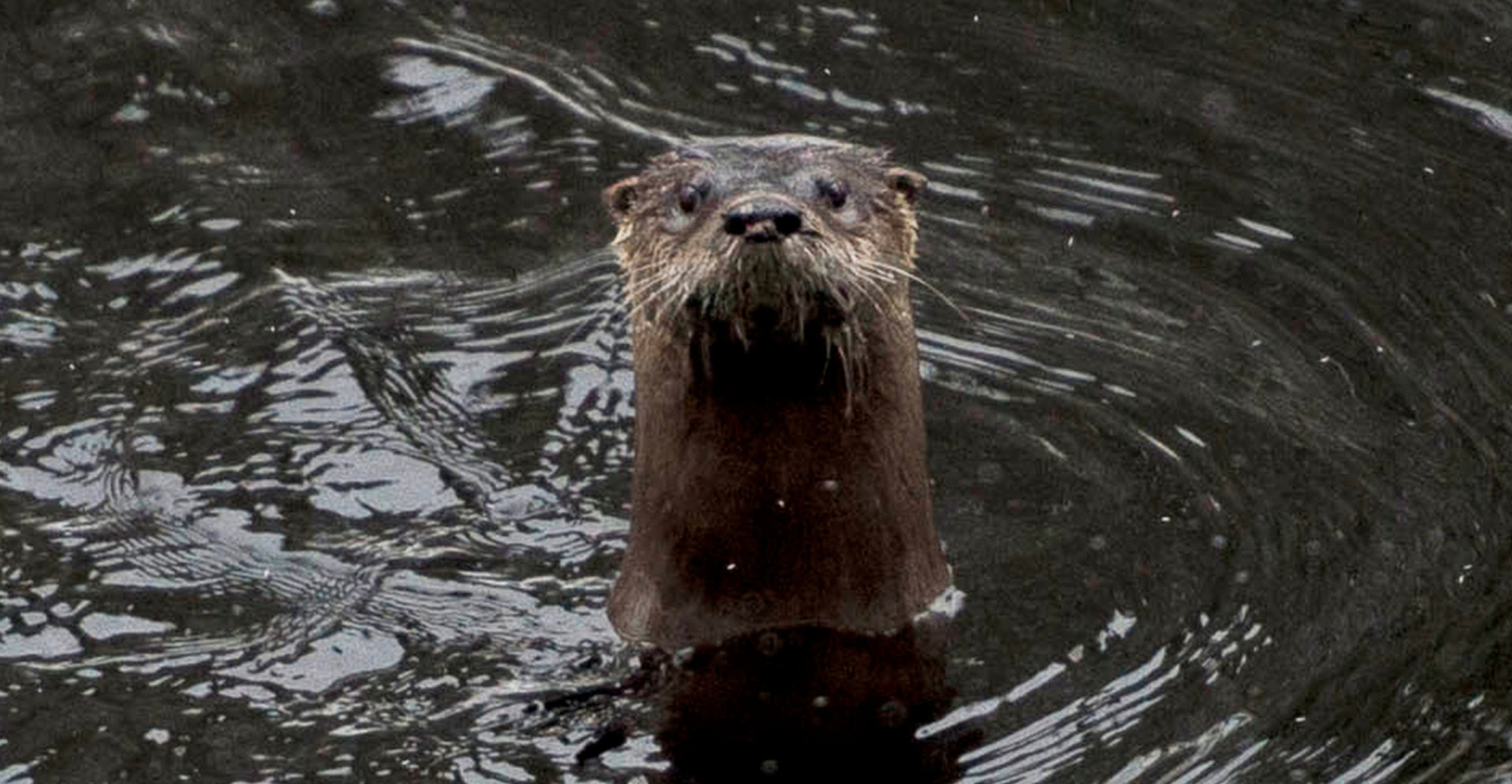 Successful wildlife species reintroduction programs