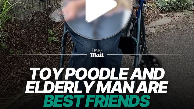 Tiny toy poodle is best friends with elderly man