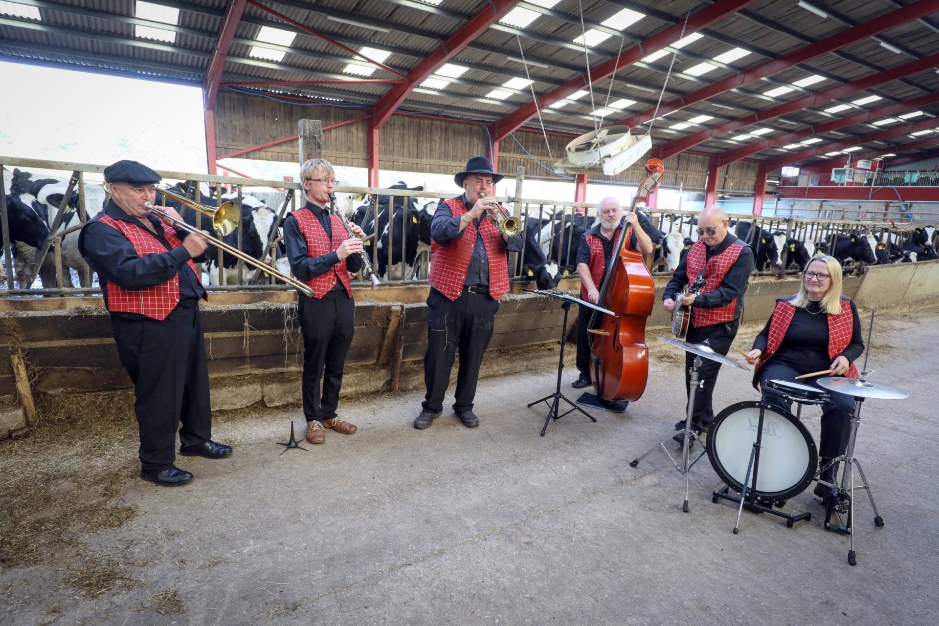 Farmer hires jazz band to boost cows' milk yield