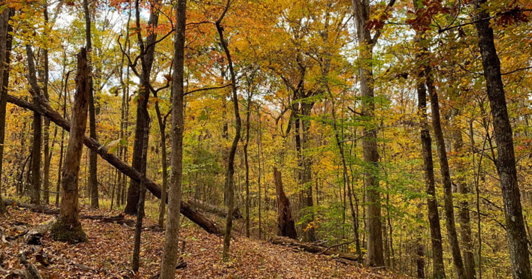 The Historic 5.9 Mile Rail Trail in Mississippi Worth Breaking a Sweat For
