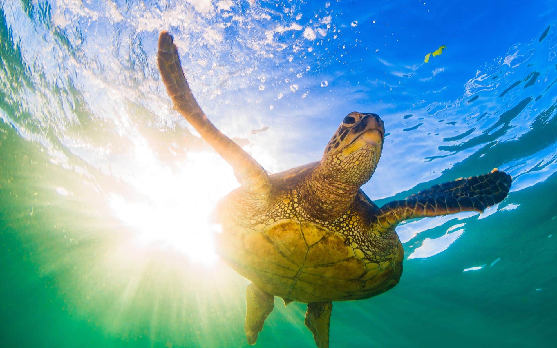 Green Sea Turtle Population Thrives with 28% Growth Since the 1970s