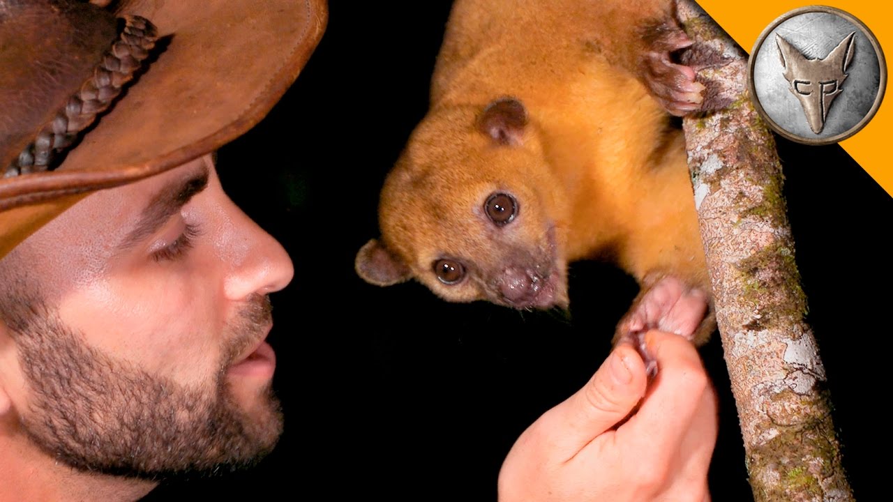 Mysterious Kinkajou Sighting Deep in the Rainforest