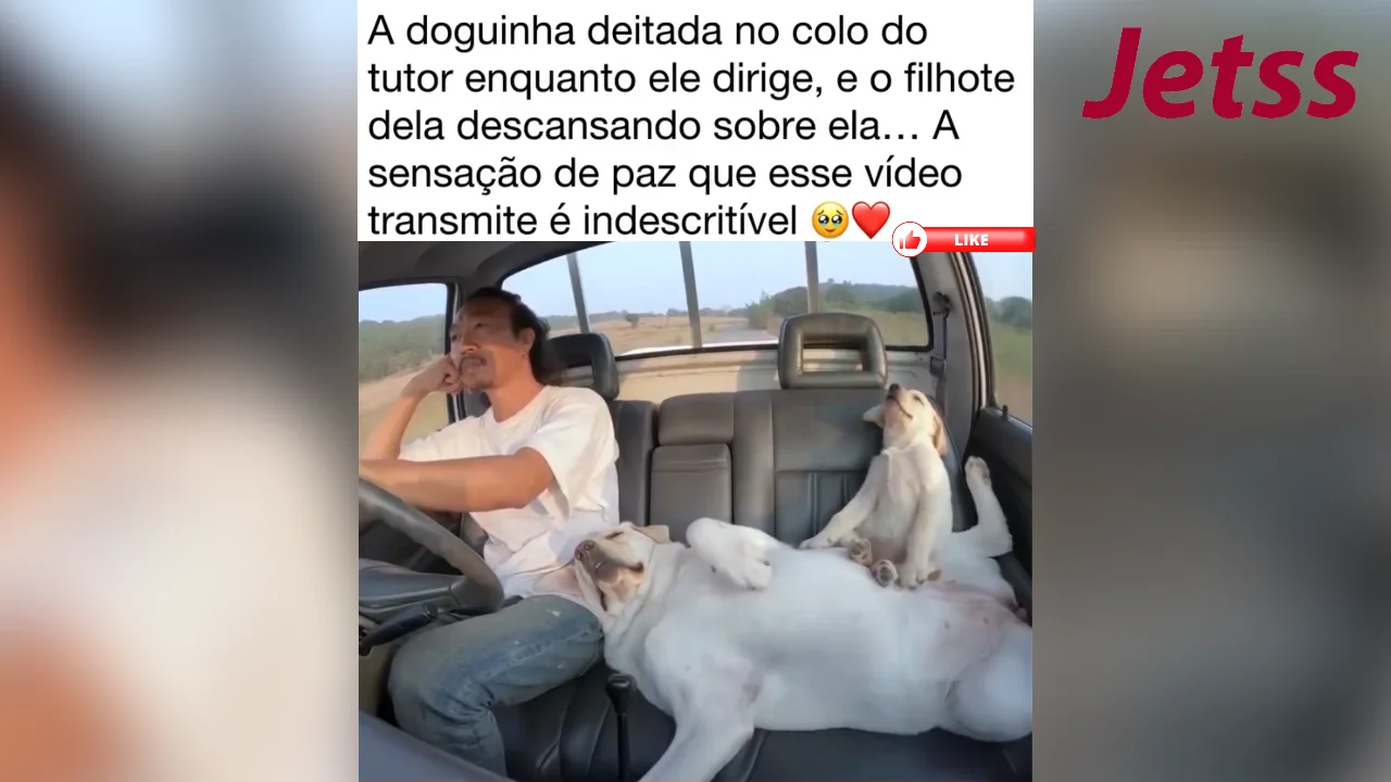 Cena de ternura: cachorra viaja no colo do tutor com filhote dormindo ...