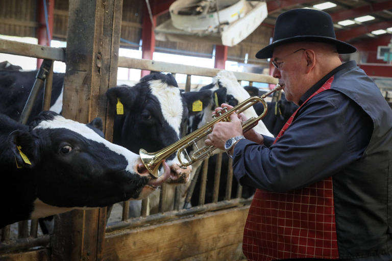 Farmer hires jazz band to boost cows' milk yield