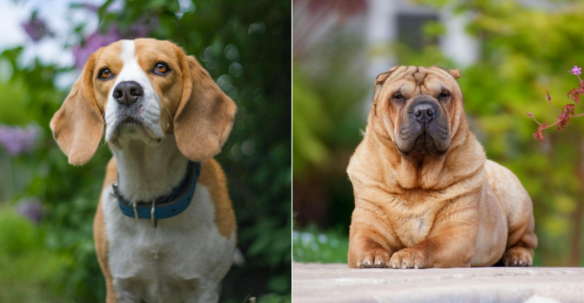 7 Of The Happiest Dog Breeds In The World And 7 Of The Grumpiest Ones