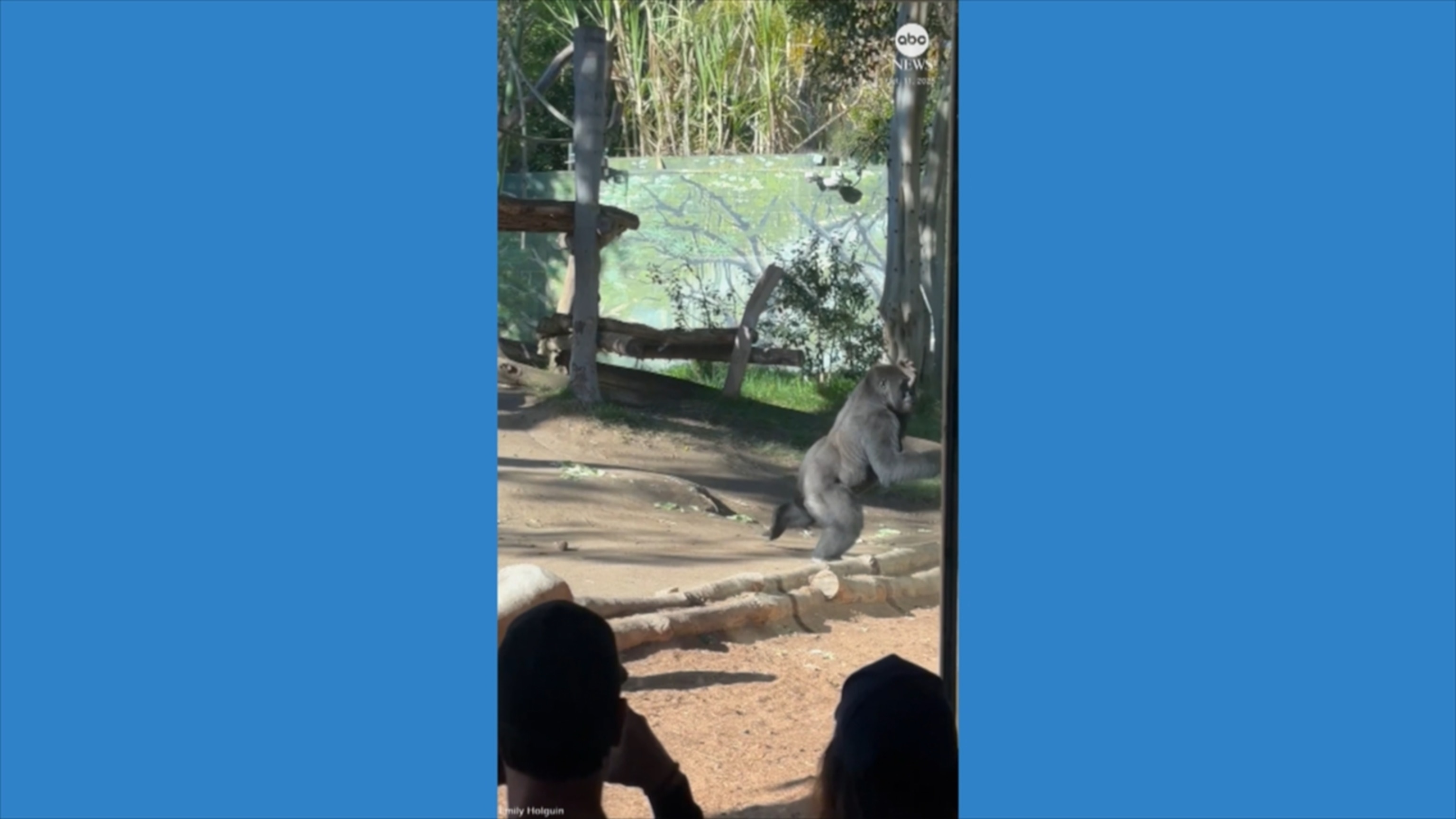 Gorilla smashes glass at San Diego Zoo