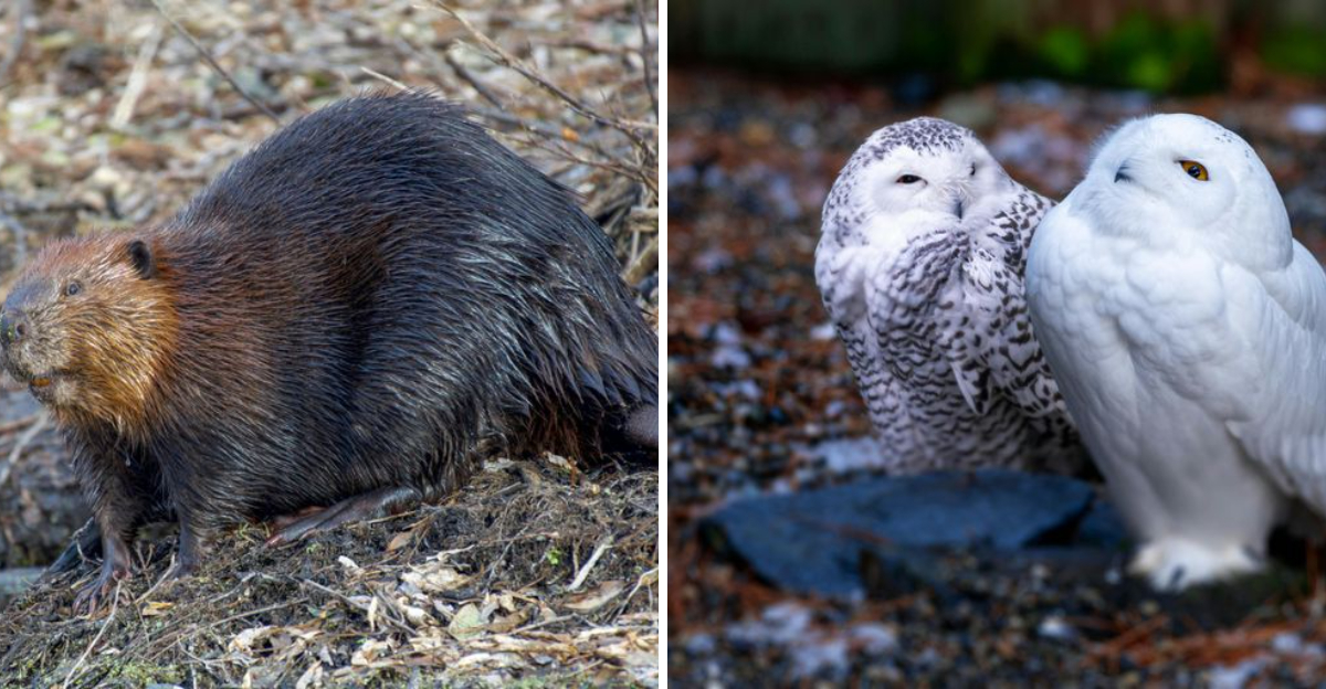 8 Fascinating Creatures Active During Fall In Northern Canada