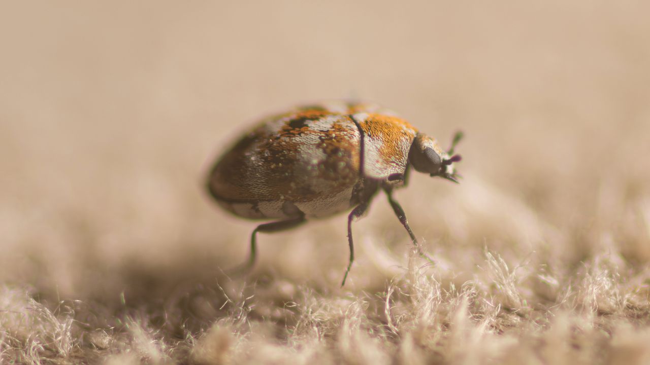 How to get rid of carpet beetles – and stop these 'woolly bears' coming ...