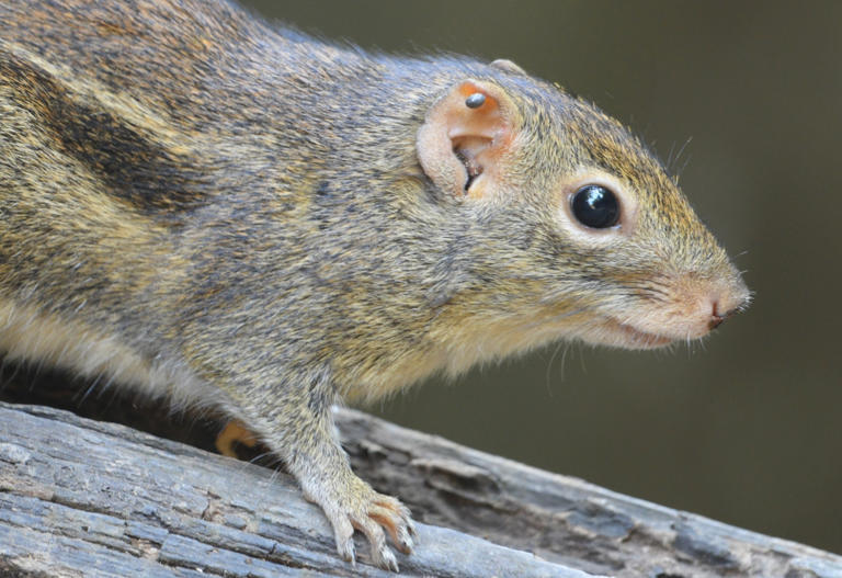 Are “Zombie Squirrels” Real? Unusual Animal Illnesses Sweeping North ...
