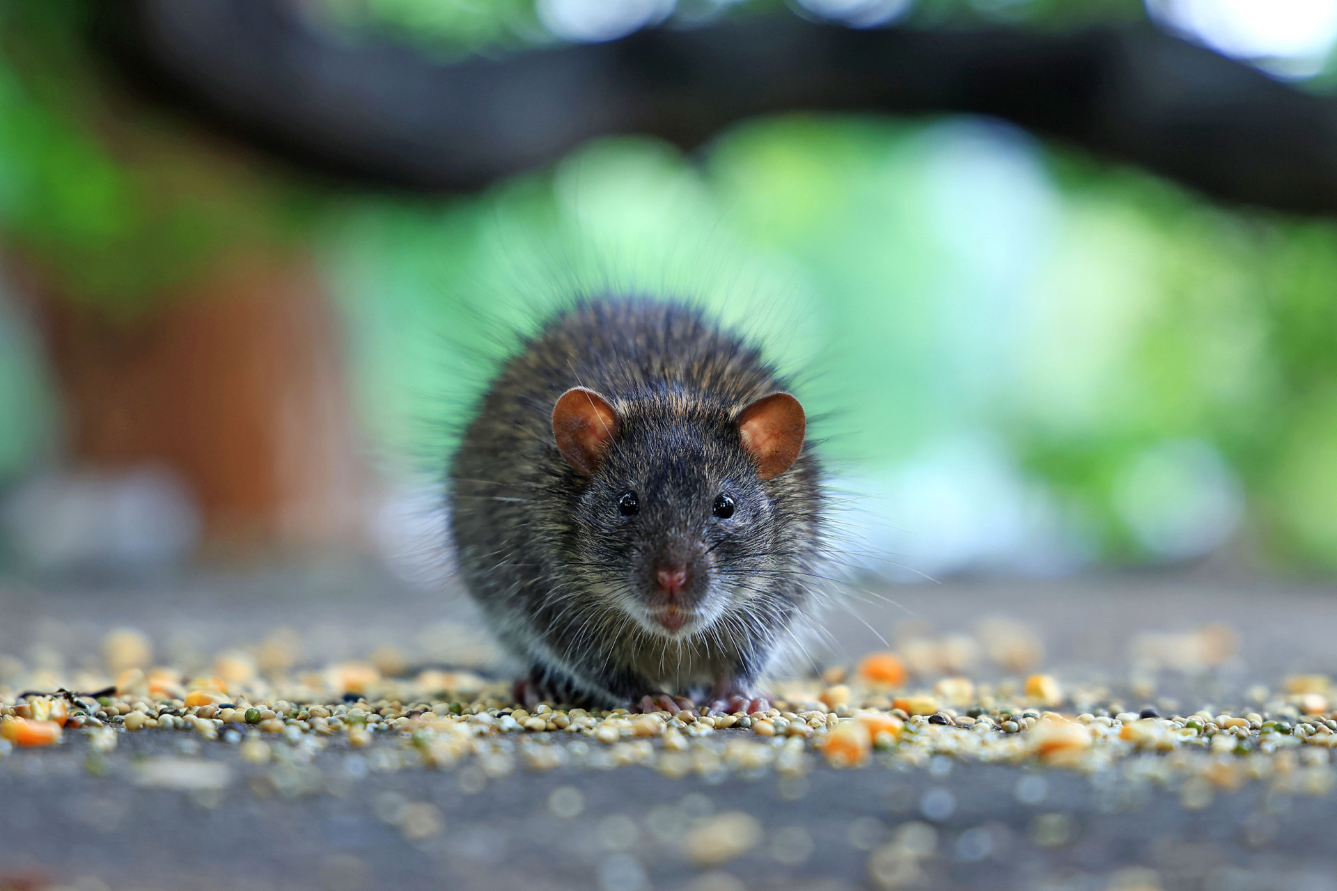 The most rat-infested countries in the world