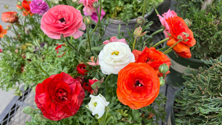 10 Varieties Of Ranunculus You Should Plant In October For A Beautiful ...