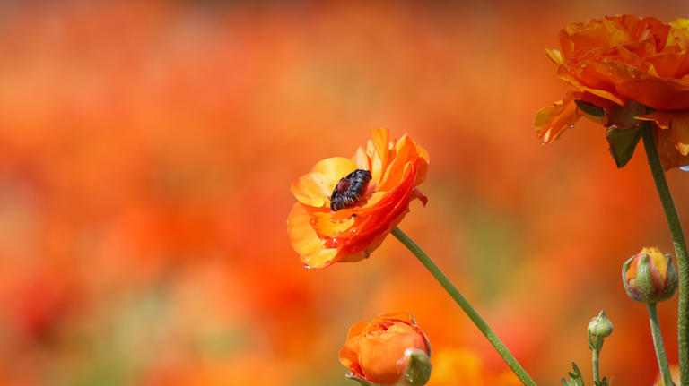 10 Varieties Of Ranunculus You Should Plant In October For A Beautiful ...