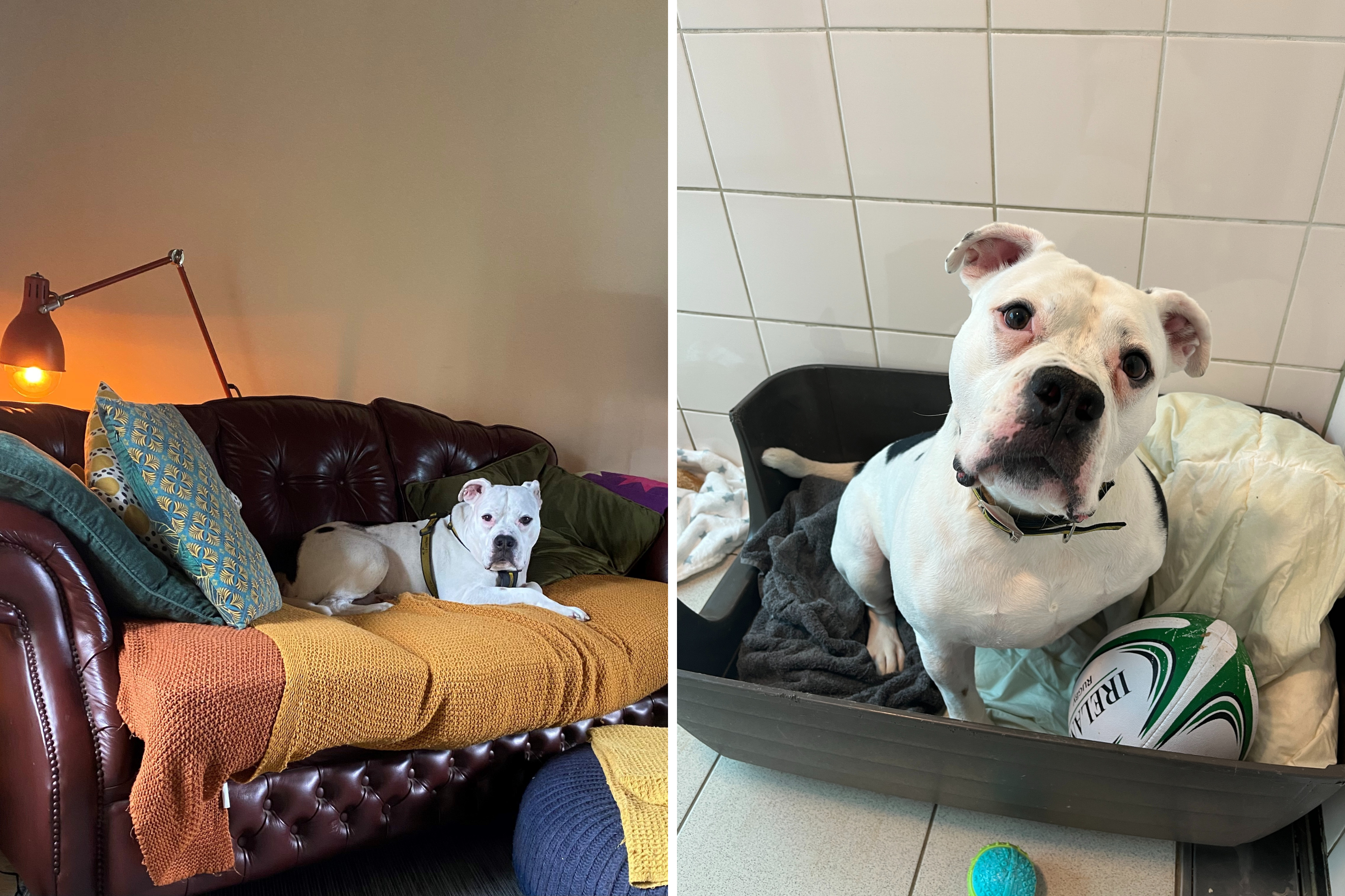 Deaf dog spends 1452 days in shelter, then his luck changes