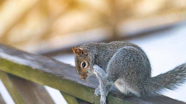 Are “Zombie Squirrels” Real? Unusual Animal Illnesses Sweeping North ...