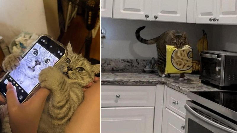 27 Cats Photos That Are Just So... Cat