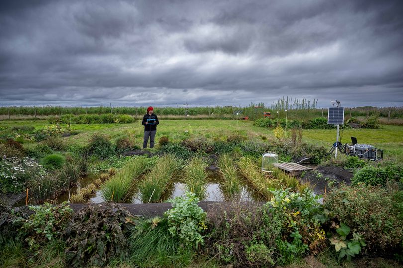 UK's first rice crop of risotto, basmati and sushi is harvested after ...