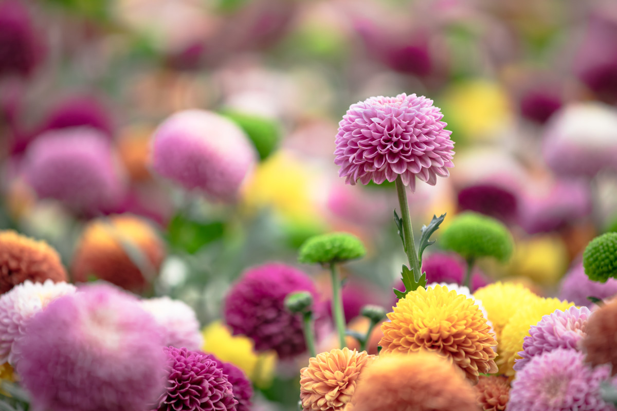 How to Propagate Mums for More Blooms Every Season
