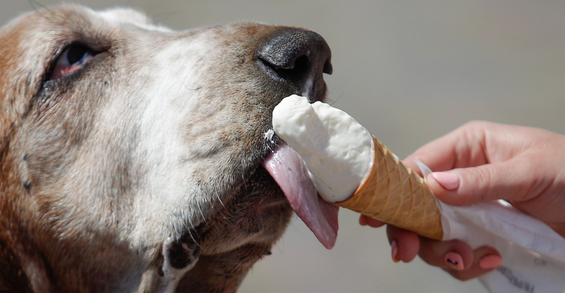 Welche Lebensmittel sind für Hunde tabu?