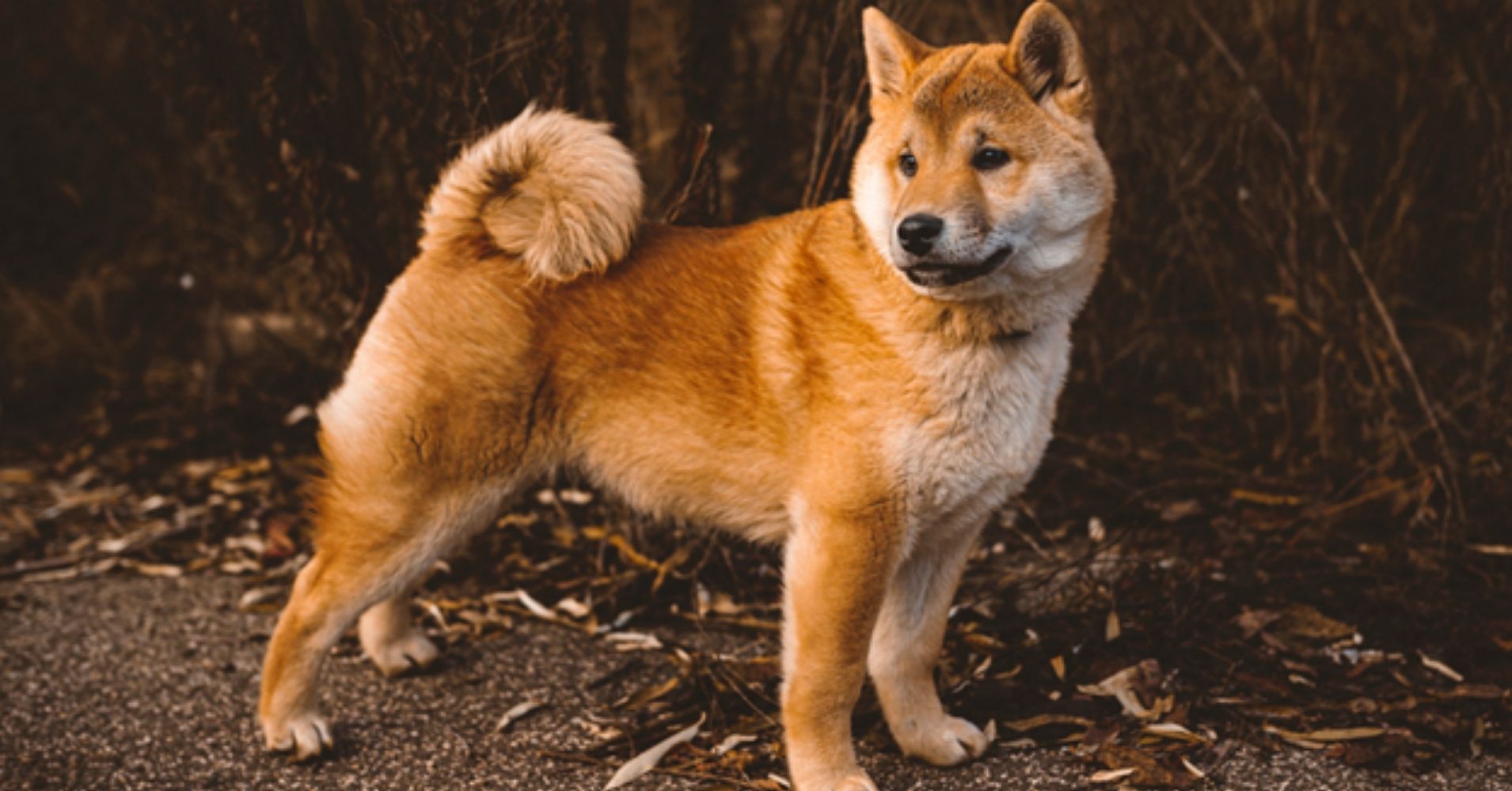 24 Intelligent and Strong-Willed Dog Breeds Best for Experienced Owners
