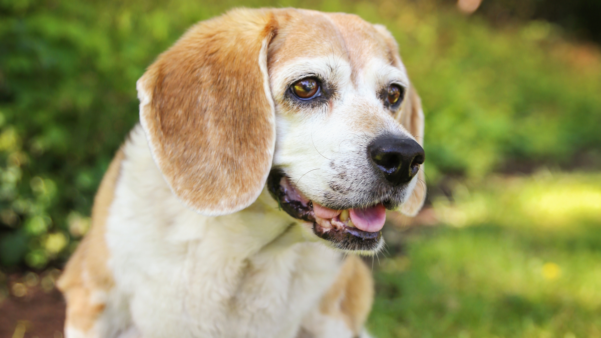 Senior Rescue Beagle Lets Out Heartwarming Howls When She Reunites With ...