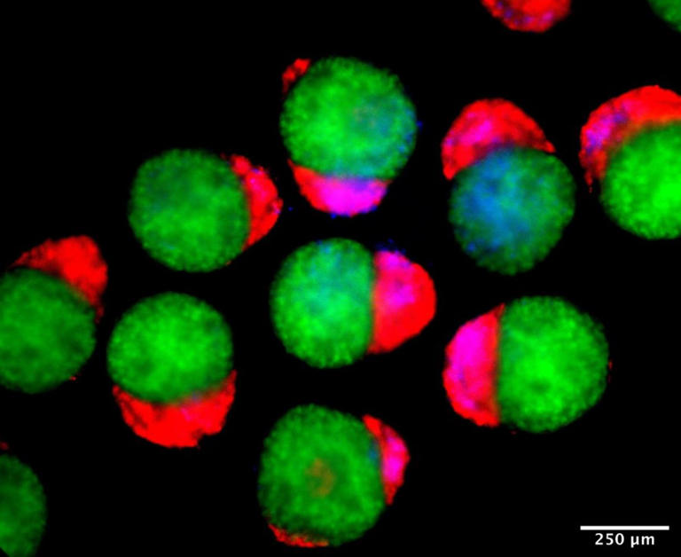 Lab-Grown 3D Embryo Models Make Their Own Blood In Regenerative ...