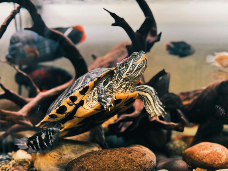 9 Fun Facts About Pet Turtles