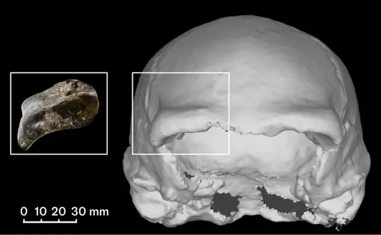 Homo erectus resurge del fondo marino: descubren fósiles de unos 140. ...