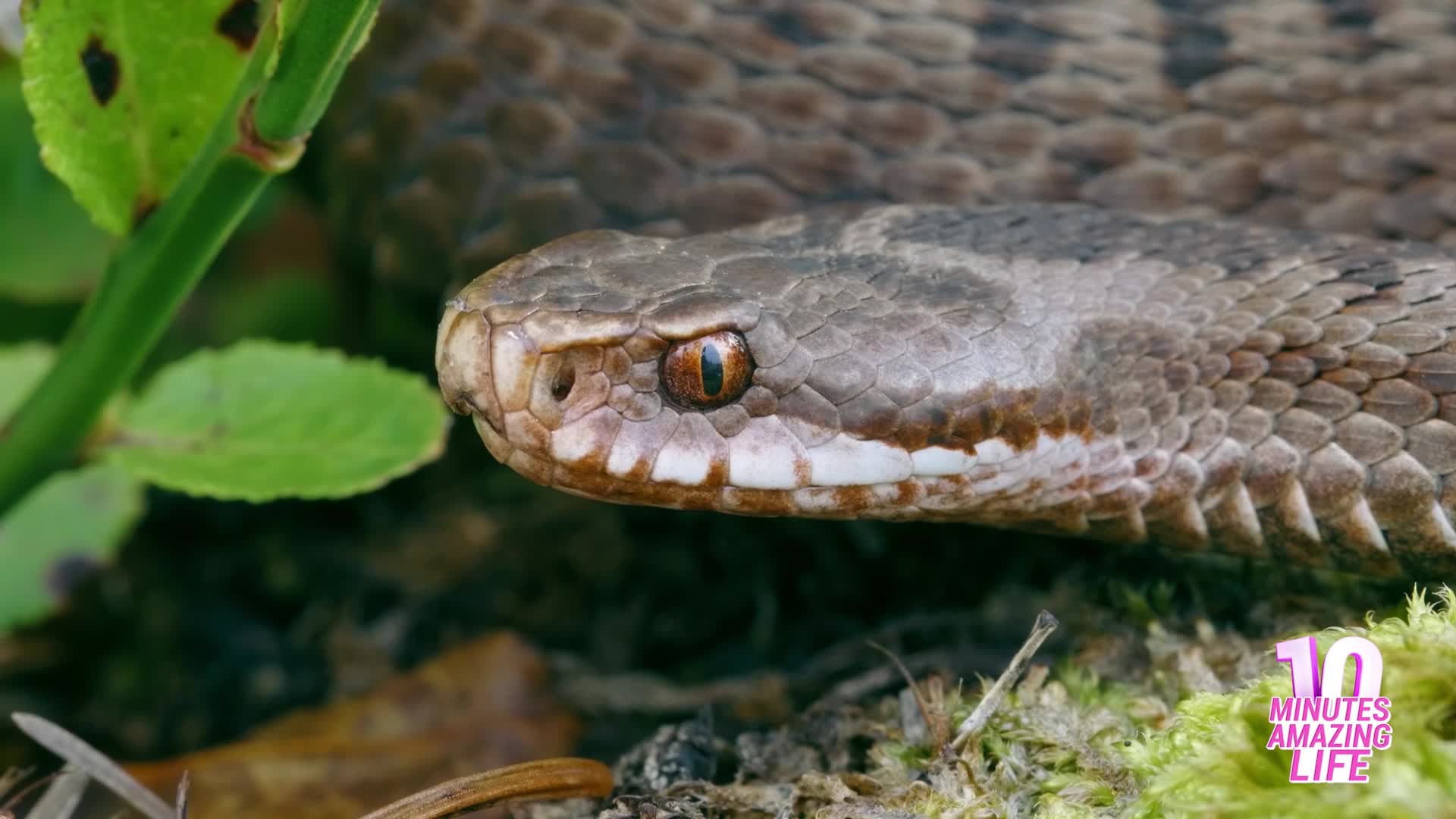 European Viper Resting in the Moss