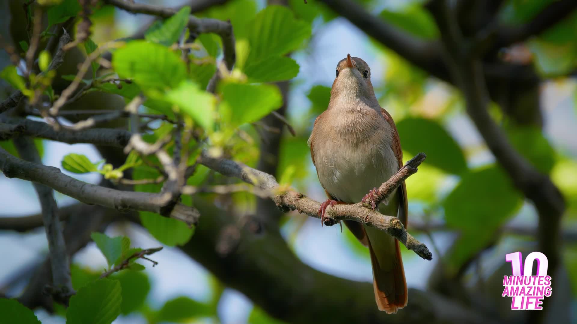 Common Nightingale Singing in the Trees