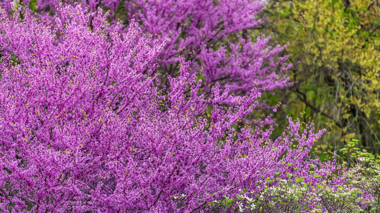 'The Redbud Capital Of The World' Is A Small Virginia Town With ...