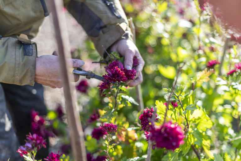 How to Propagate Mums for More Blooms Every Season