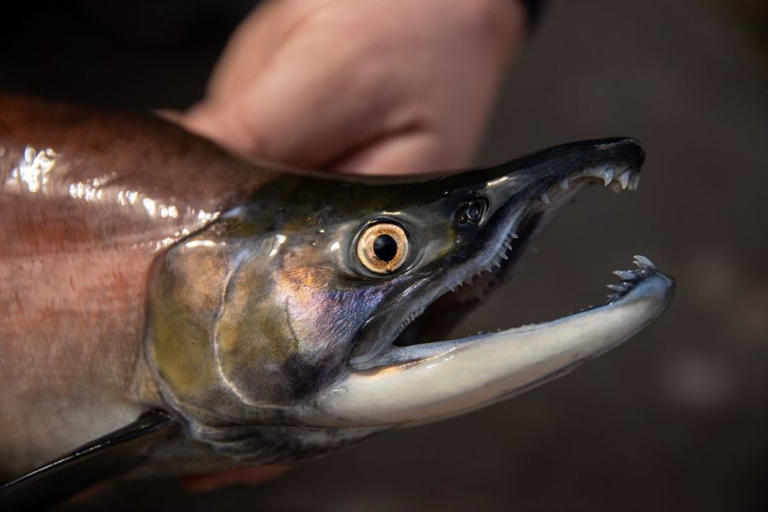 Here’s why CPW gives away kokanee salmon each fall — and how you can ...