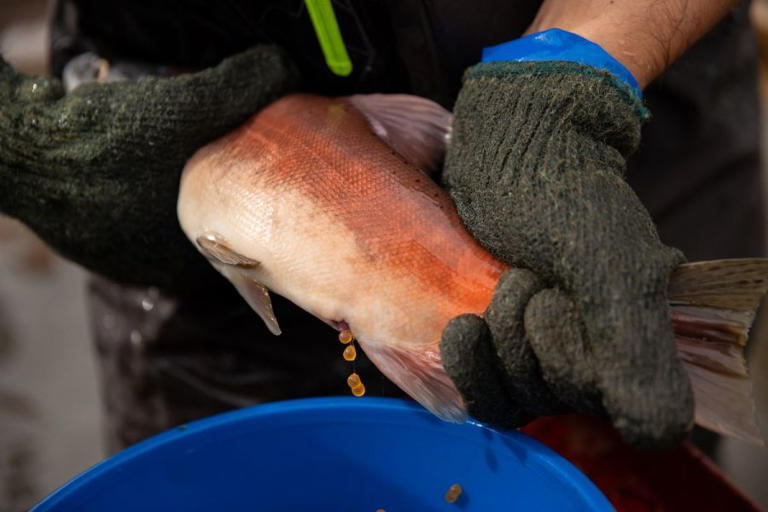Here’s why CPW gives away kokanee salmon each fall — and how you can ...
