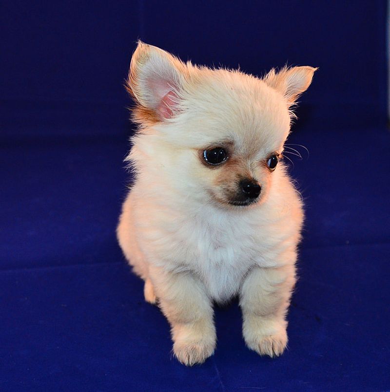 28 Tiny Dog Breeds That Stay Small and Playful for Life