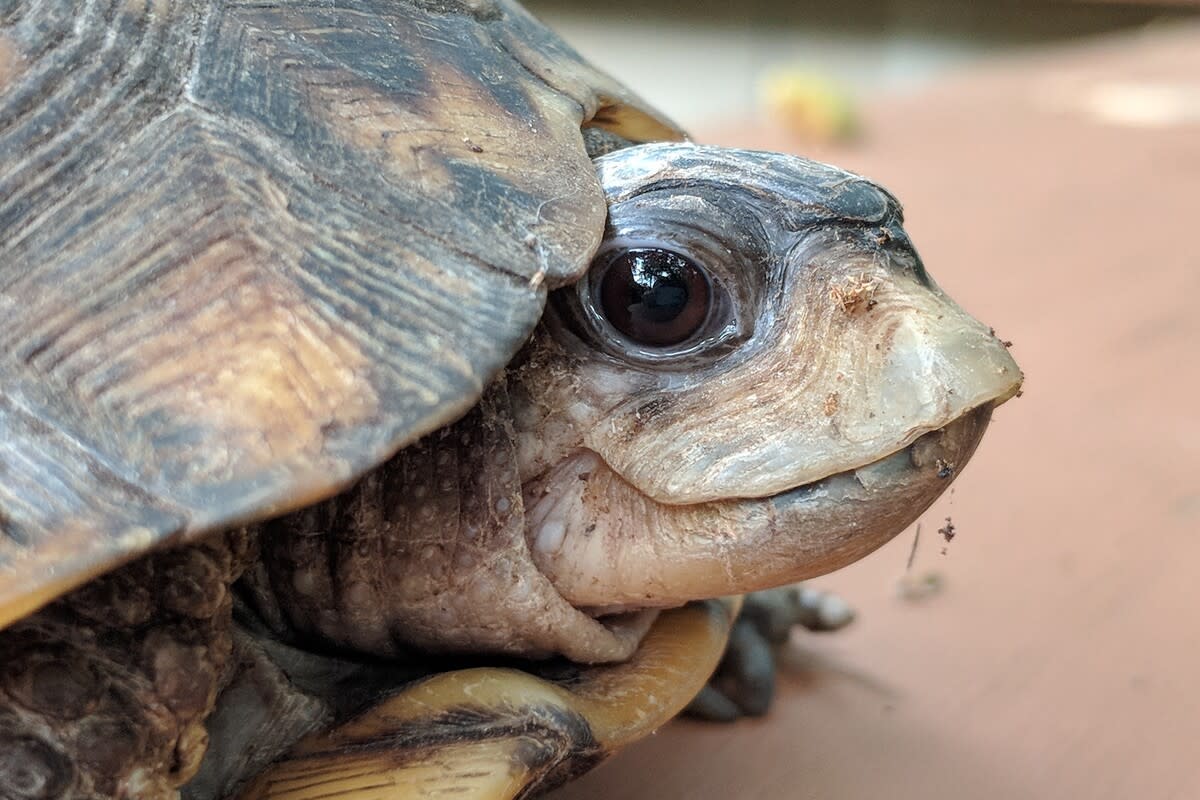 Tortoise ‘Experiencing the World’ During Car Ride Will Make Anyone’s ...