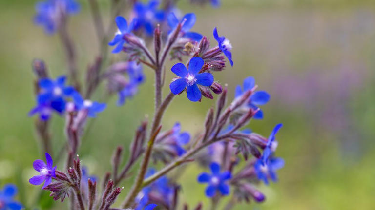 16 Flowering Blue Weeds To Avoid Planting In Your Yard