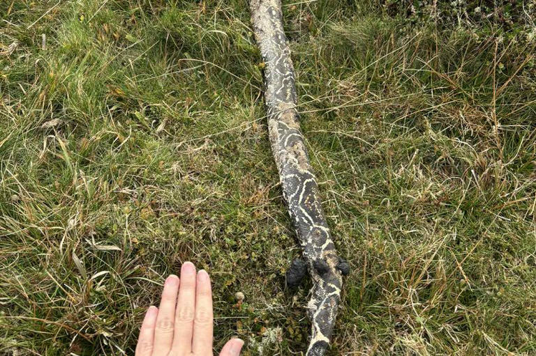 Enormous snake found in grass on popular Welsh walking route
