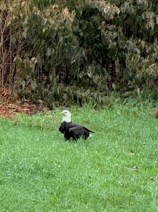 PHOTOS: Bald eagle spotted in Colrain