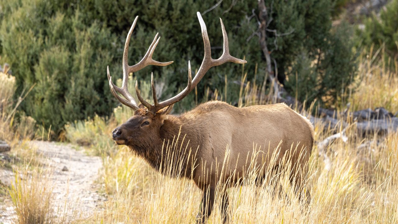 Calibers that don’t belong in the elk woods