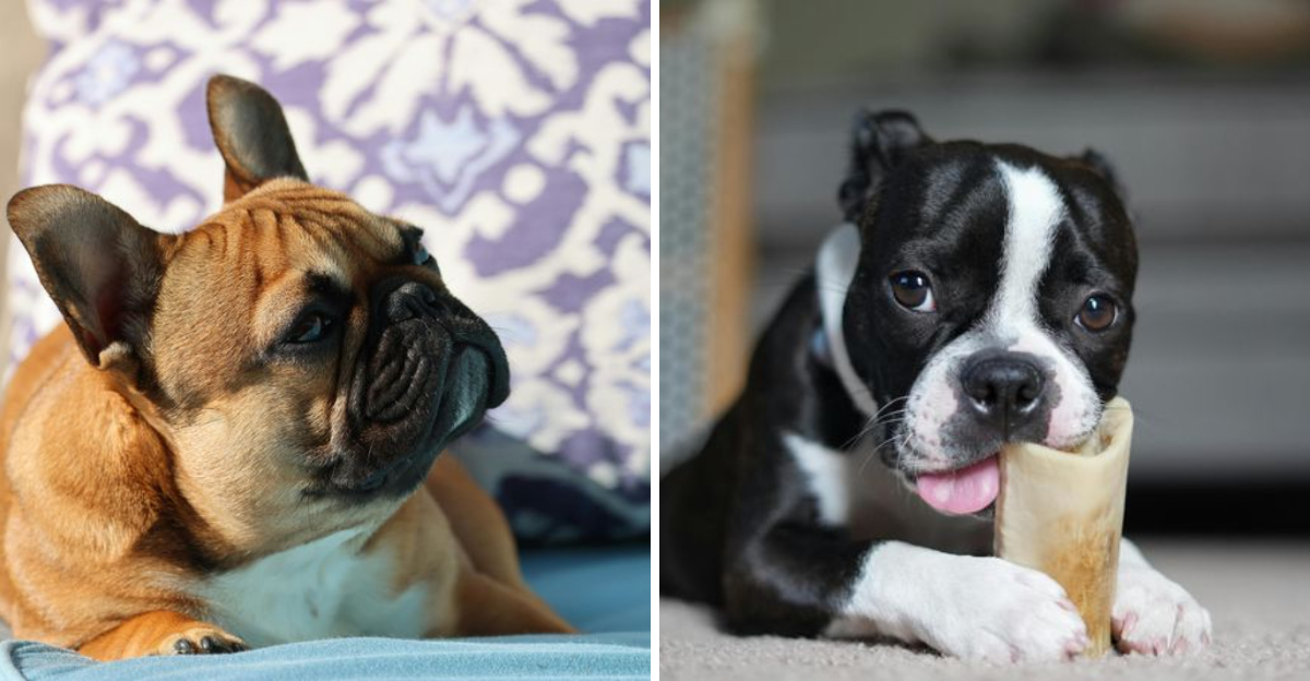 6 Dog Breeds That Can Struggle With Being Home Alone And 7 Easygoing ...