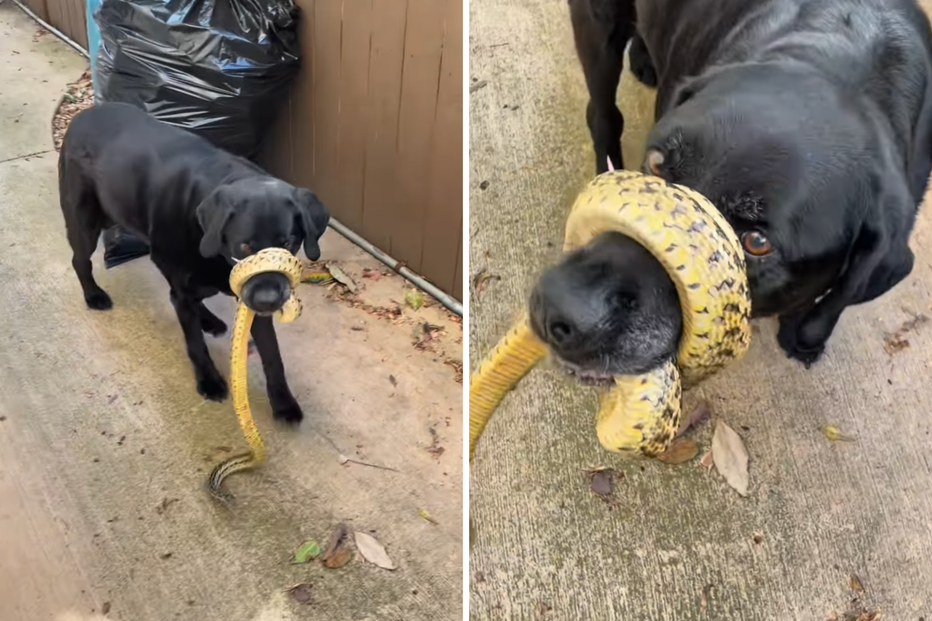 Snake catcher in horror as he recalls wildest ever job at dog owner’s home