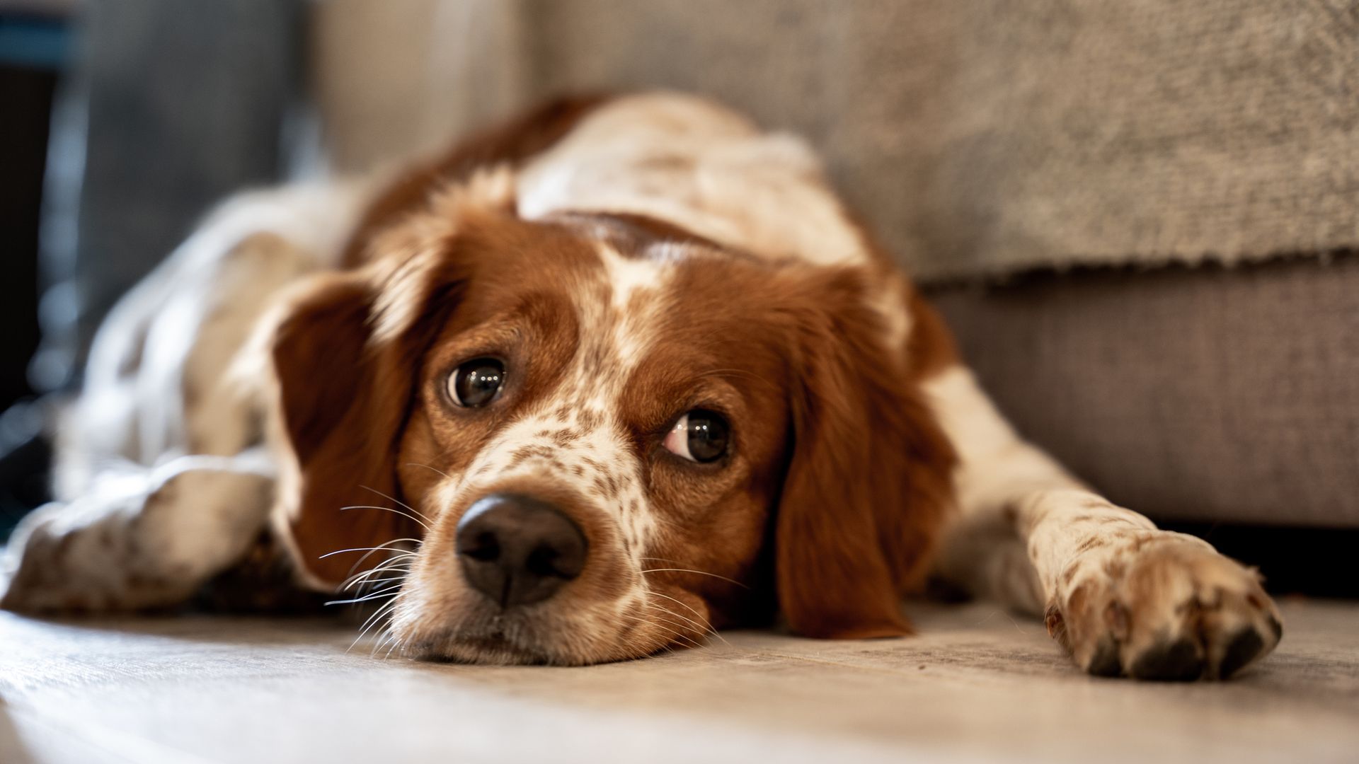 The most dangerous foods for dogs – and the first symptoms that signal ...