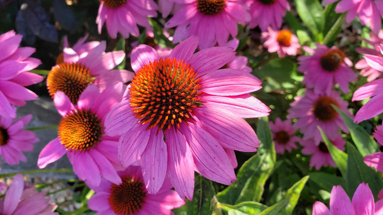 9 Varieties Of Coneflowers To Grow If You Want To Attract Goldfinches