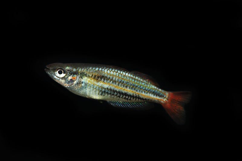 5 Creatures That Thrive In Acidic Waters