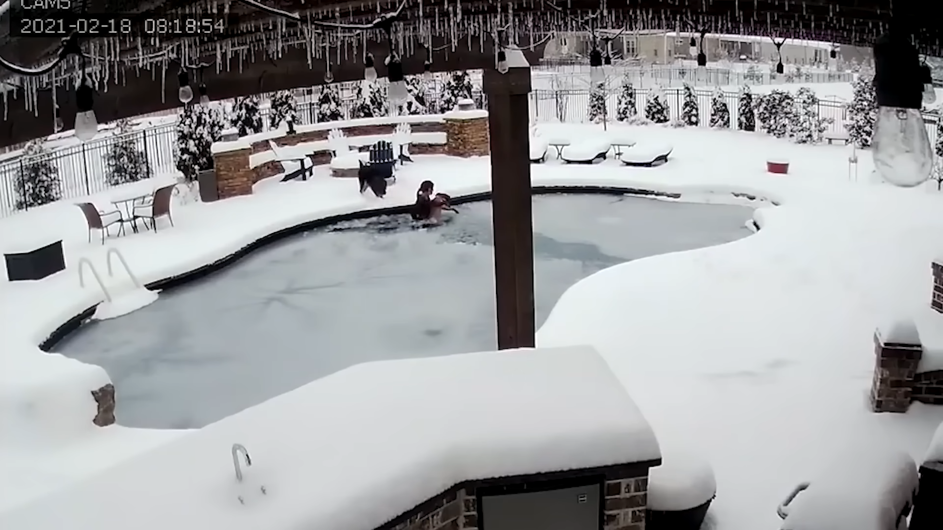 Brave Woman Jumps Into Frozen Pool to Save Her Drowning Dog