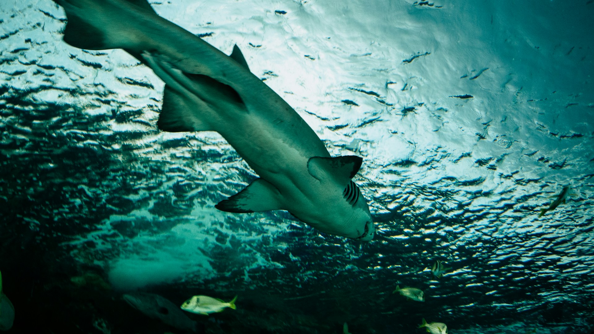 Hidden Animal Abilities Scientists Found