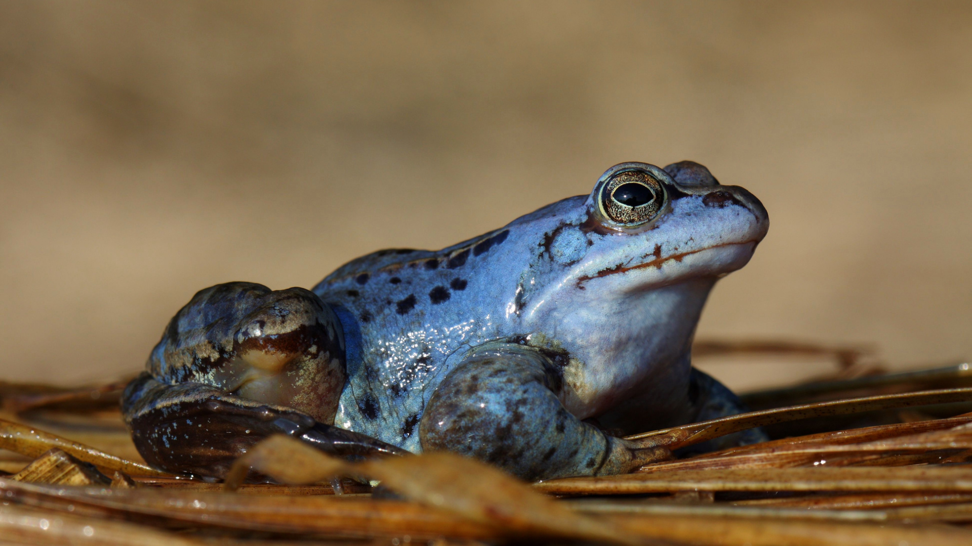 5 Creatures That Thrive In Acidic Waters