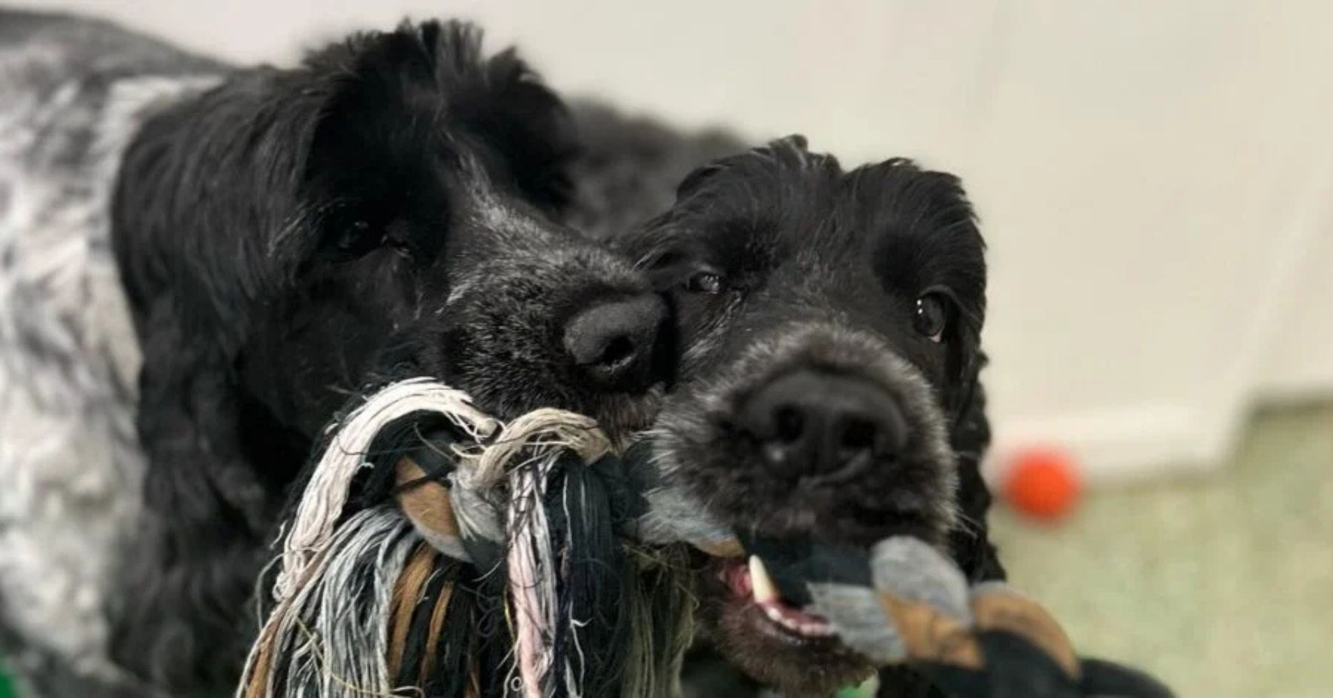 25 Dog Breeds Known for Their Independent or Stubborn Nature