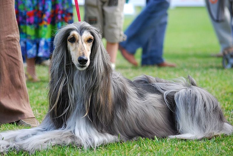 25 Dog Breeds Known for Their Independent or Stubborn Nature