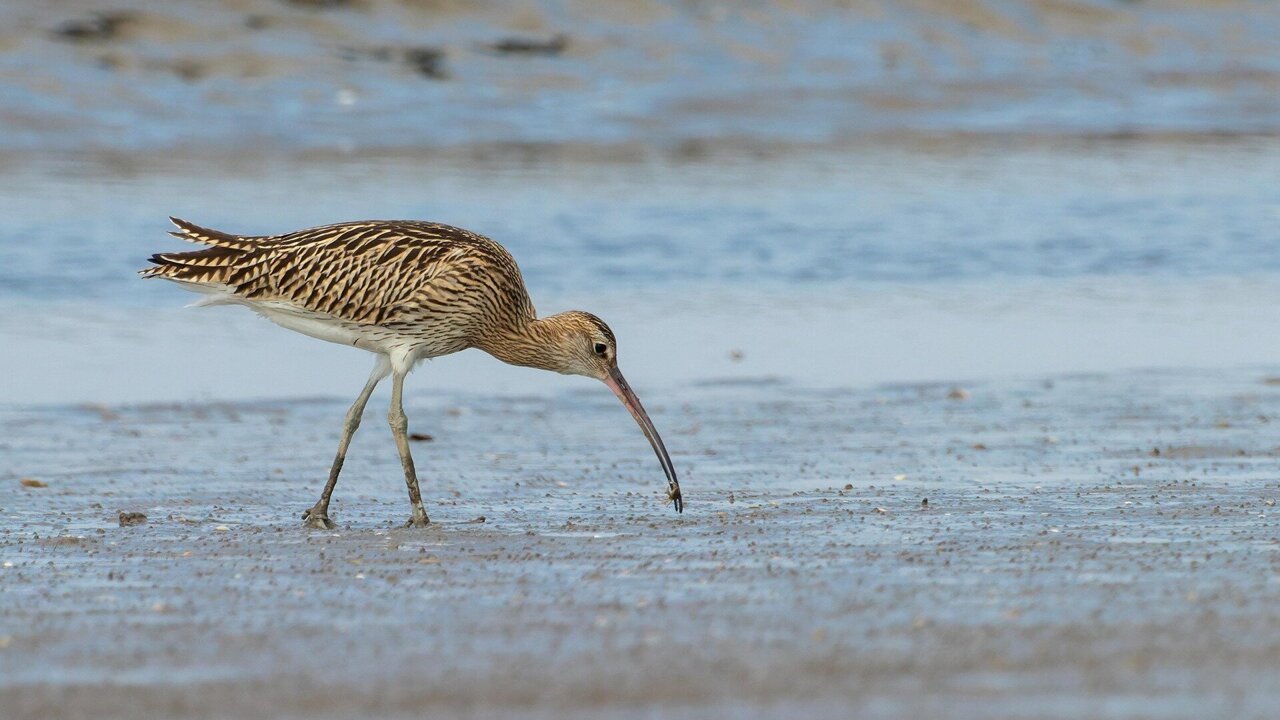 Slender-billed curlews are officially extinct—here's why the loss of ...